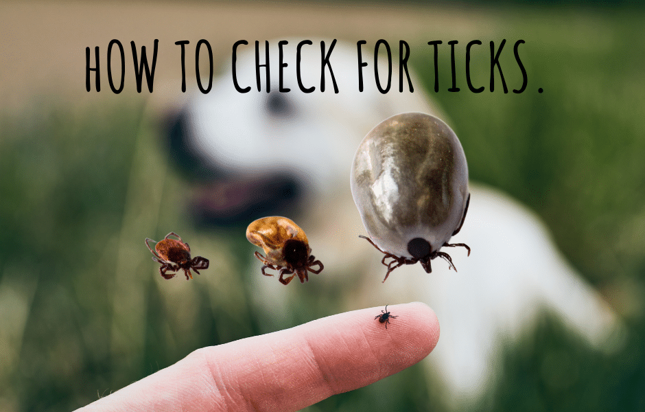 How To Check For Ticks - Fleamail